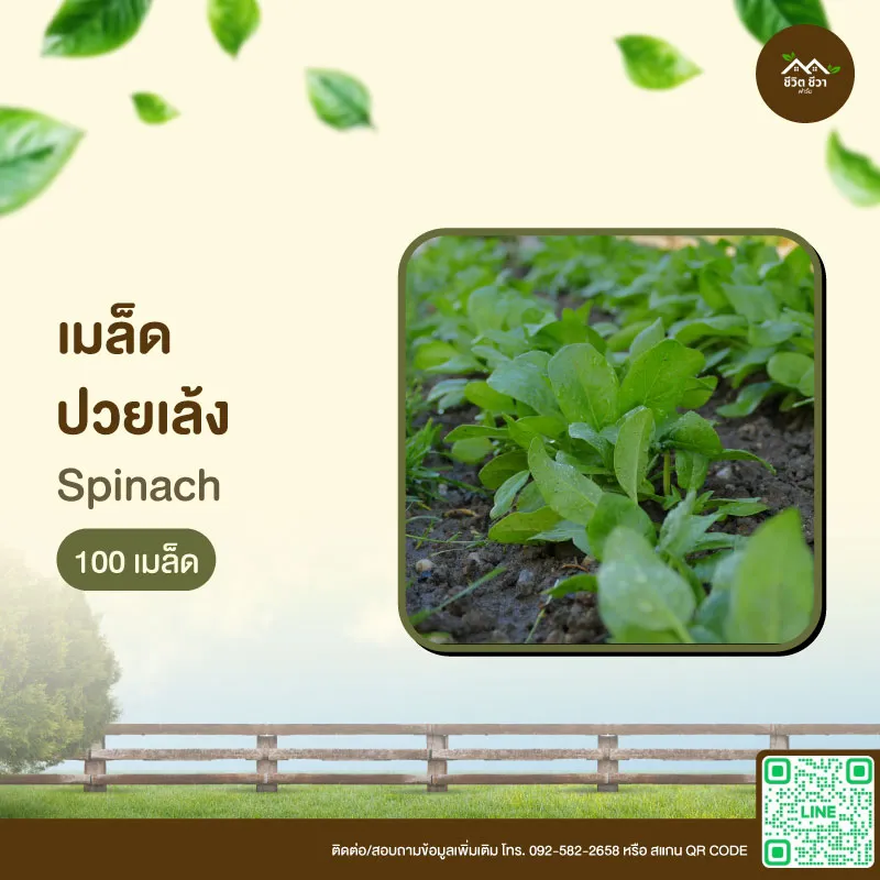 เมล็ดพันธุ์ ผักปวยเล้ง - ชีวิต ชีวา ฟาร์ม