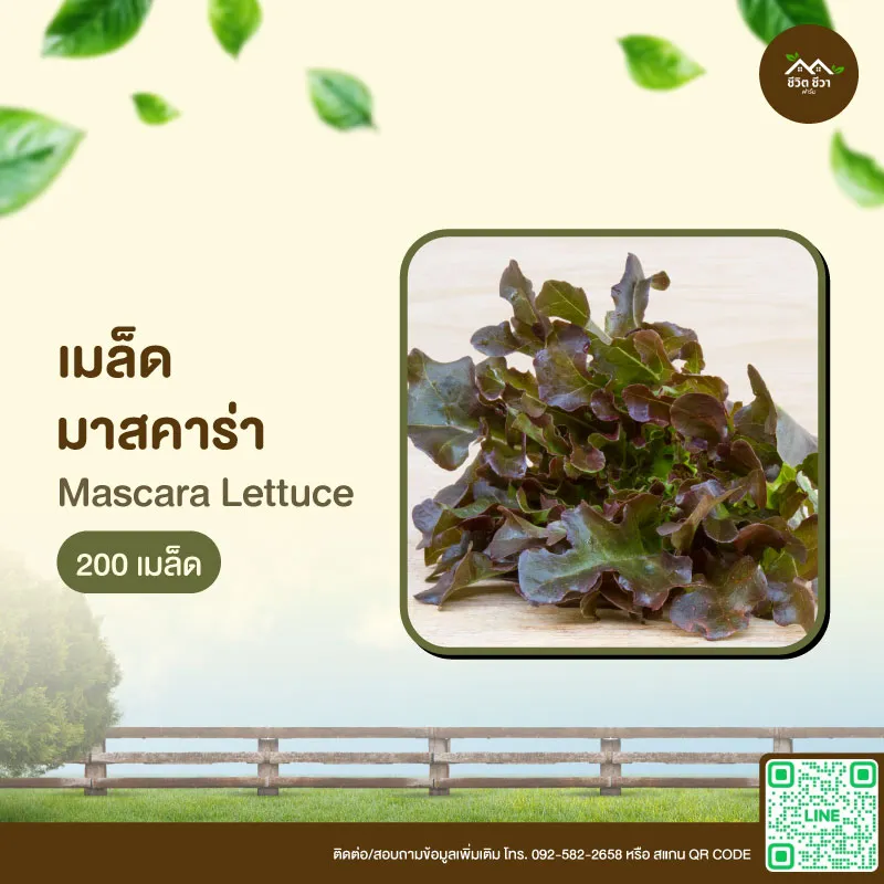 เมล็ดพันธุ์ มาสคาร่า - ชีวิต ชีวา ฟาร์ม